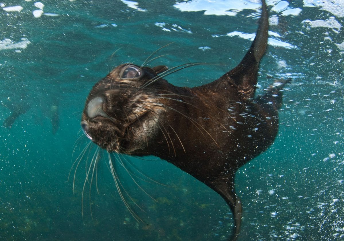 Animal Ocean Seal Snorkeling - Discover Hout Bay